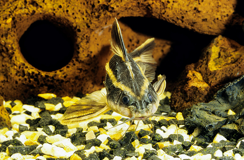 Sweet humbugs - Practical Fishkeeping