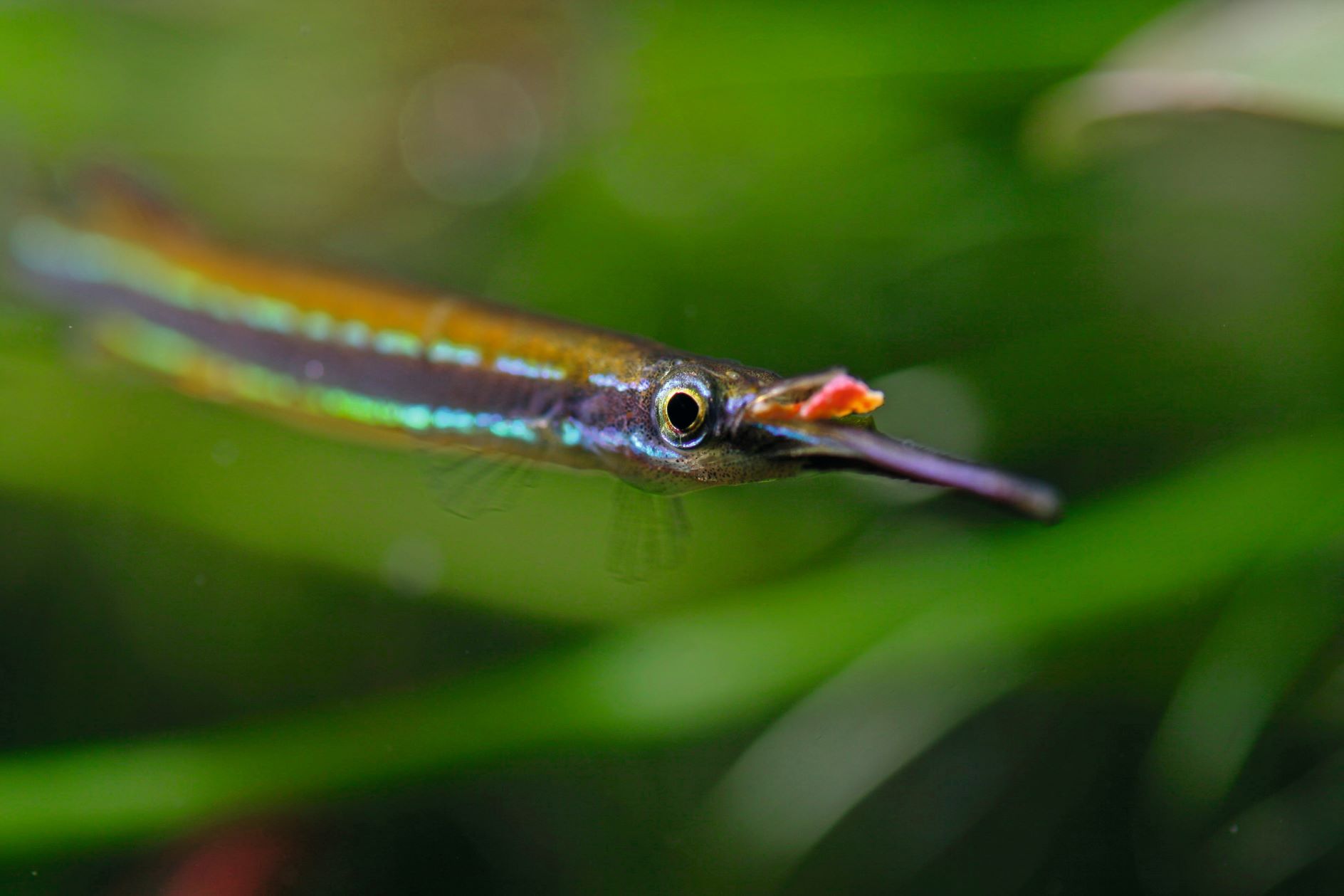 Red wolf fish, Erythrinus erythrinus - Practical Fishkeeping