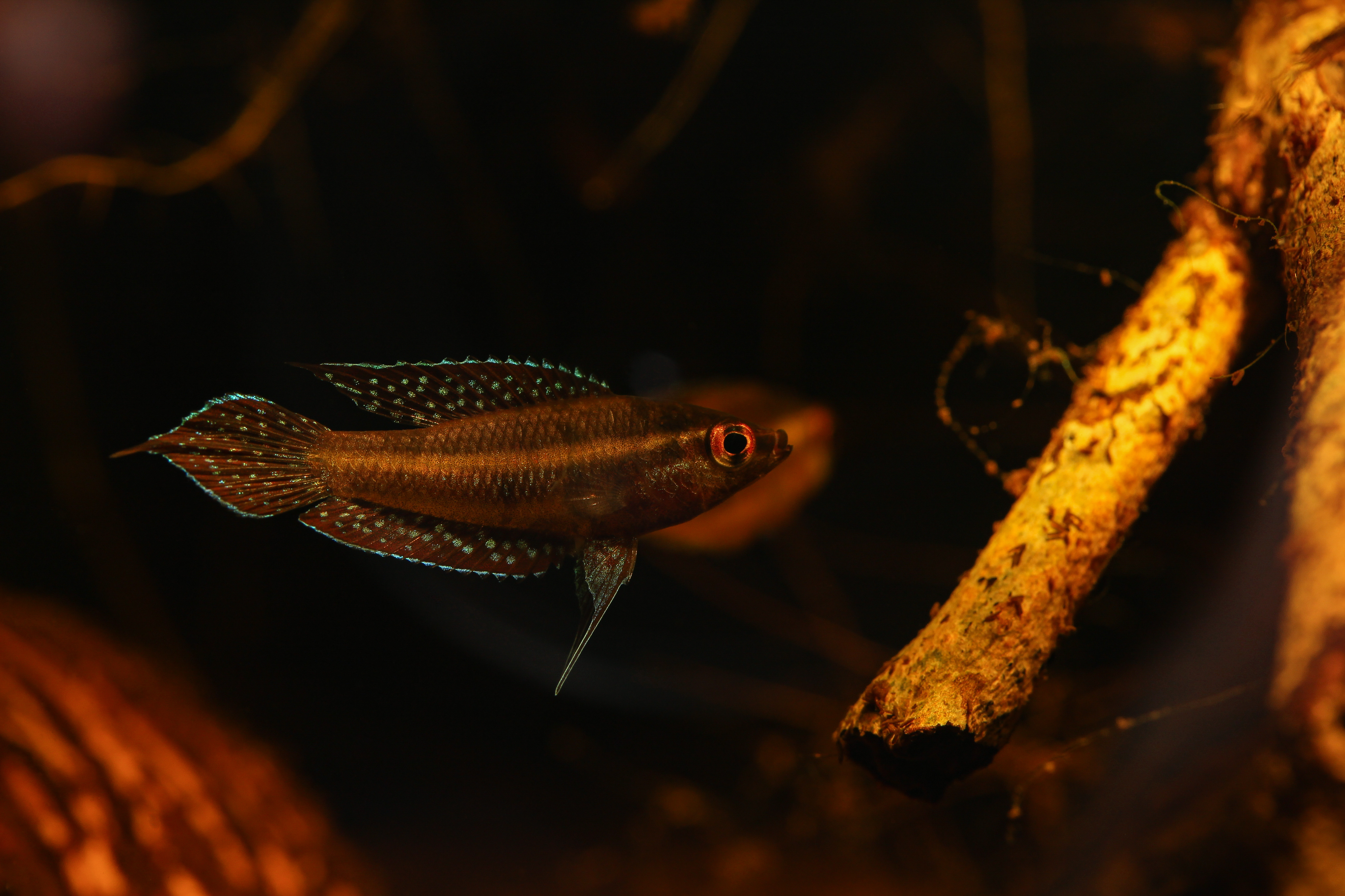 9 of the most desirable plecs for the aquarium - Practical Fishkeeping