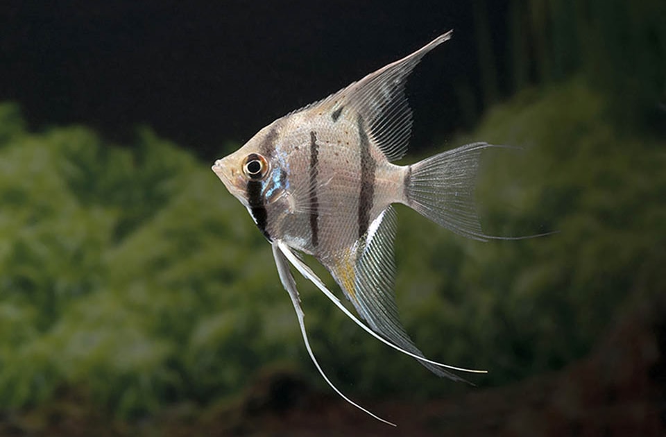 What is the Peruvian Altum? - Practical Fishkeeping