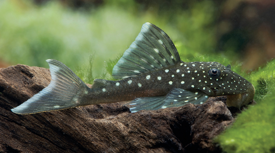 Can I keep a pleco 'community'? - Practical Fishkeeping