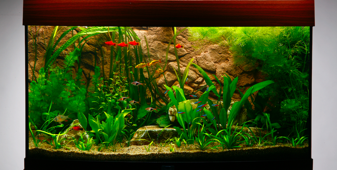 Beginners Guide to Keeping Fish - Practical Fishkeeping