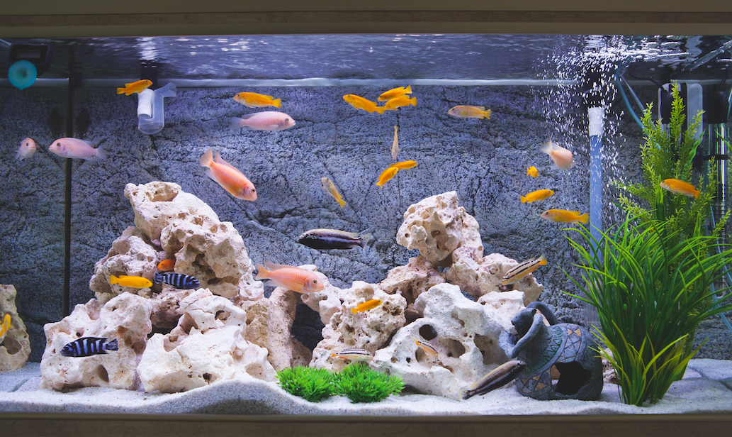 Understanding territories - Practical Fishkeeping