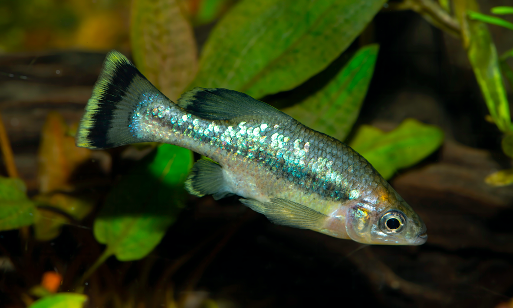 The World's forgotten fishes - Practical Fishkeeping