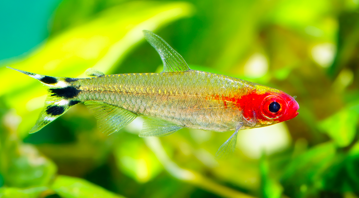 Which shoaling fish should we choose? - Practical Fishkeeping