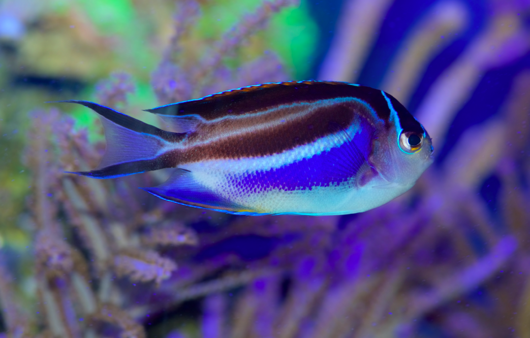 Is there a reef safe dwarf angel? - Practical Fishkeeping