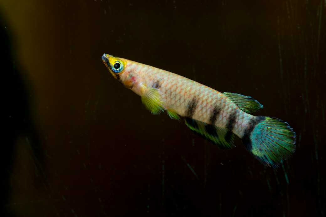 How do I set up for these panchax? - Practical Fishkeeping