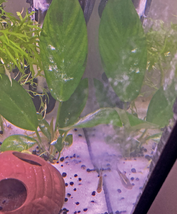 What’s causing this white ‘powder’ in my tank? - Practical Fishkeeping