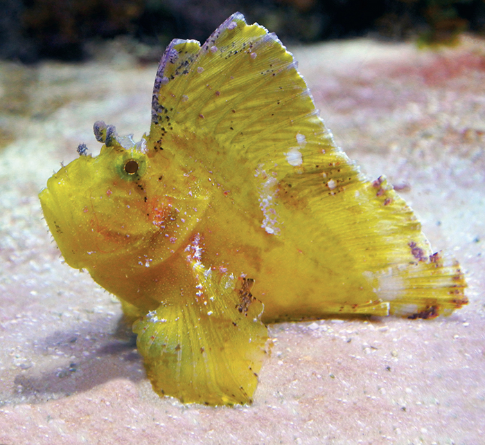 How do I keep this predatory fish? - Practical Fishkeeping