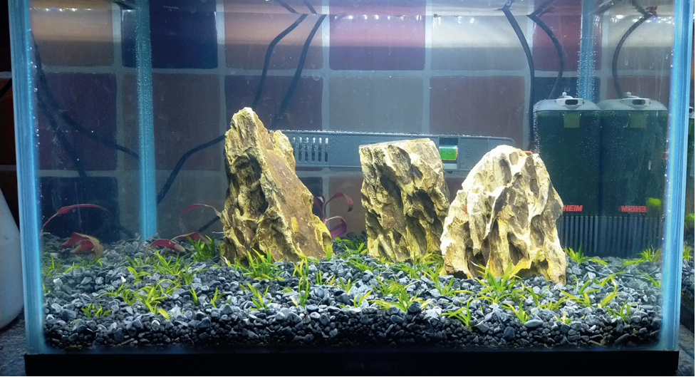 How many water changes will it take to beat algae? - Practical Fishkeeping