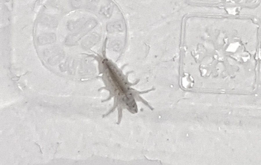 What are these bugs? - Practical Fishkeeping