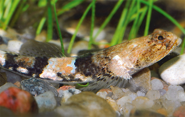 Can I breed these gobies? - Practical Fishkeeping