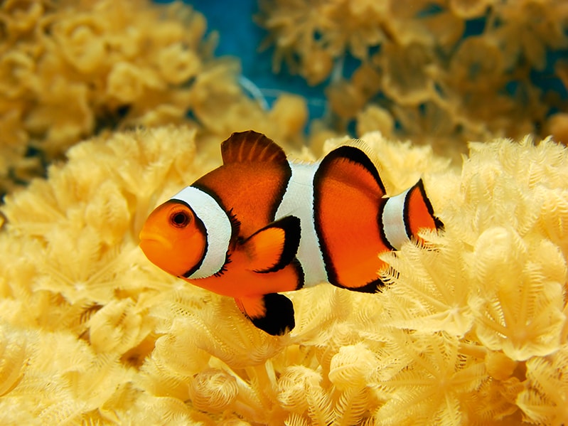 Is my clownfish too old for a mate? - Practical Fishkeeping