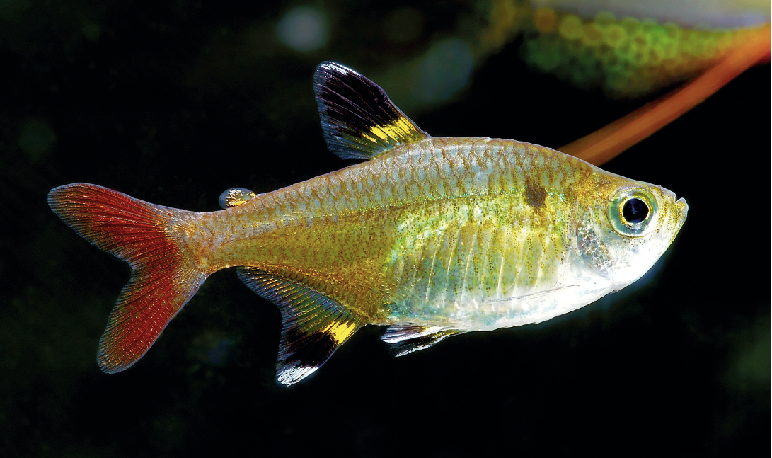 Why are my new fish dying? - Practical Fishkeeping