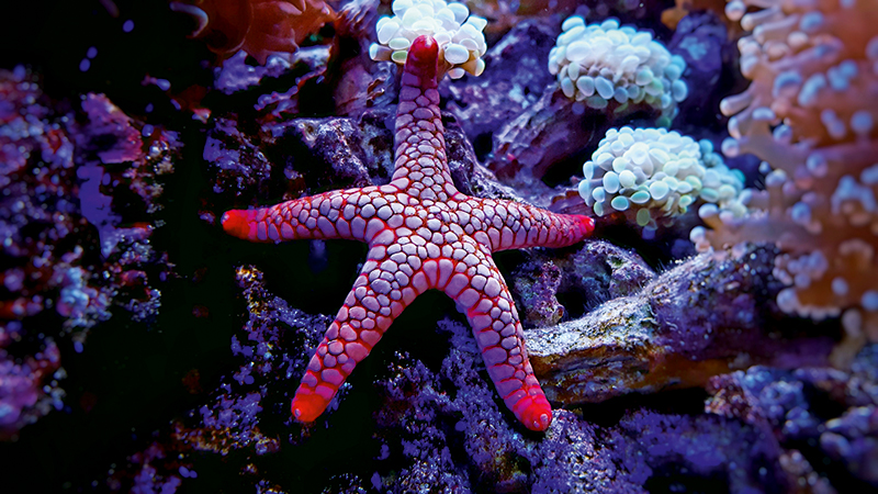 Introducing Echinoderms - Practical Fishkeeping