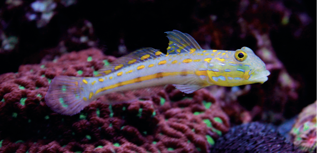How do I feed these tricky gobies? - Practical Fishkeeping