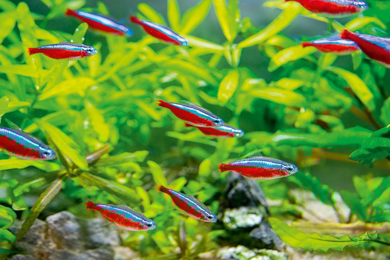 How do I treat Dermocystidium - Practical Fishkeeping