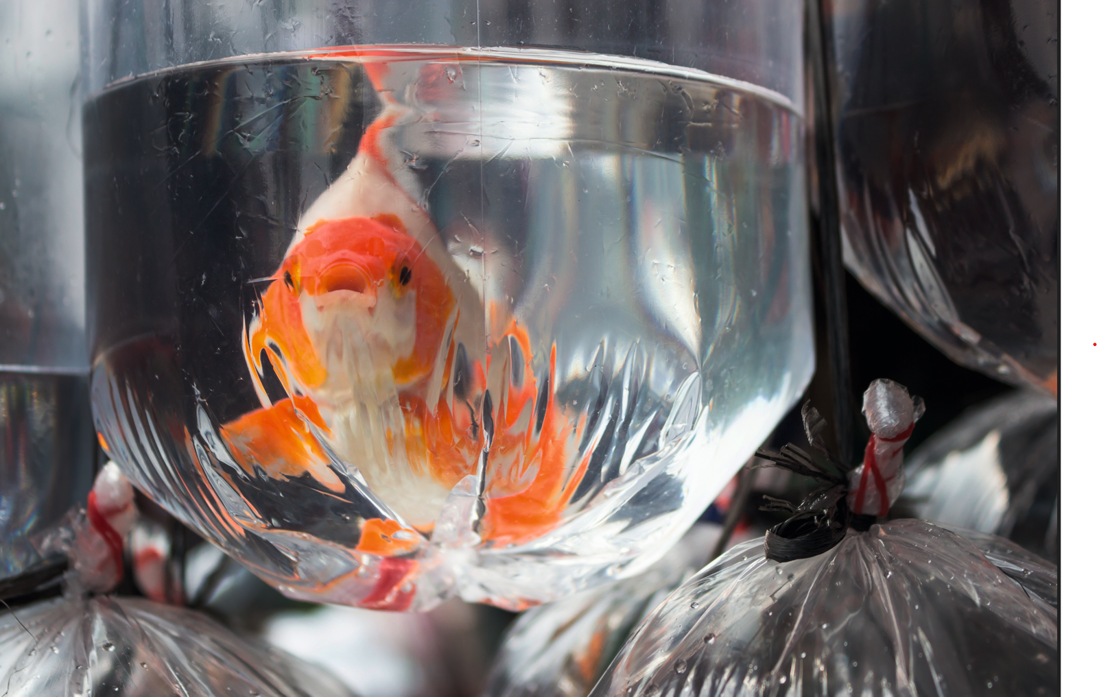 Practical Fishkeeping Magazine