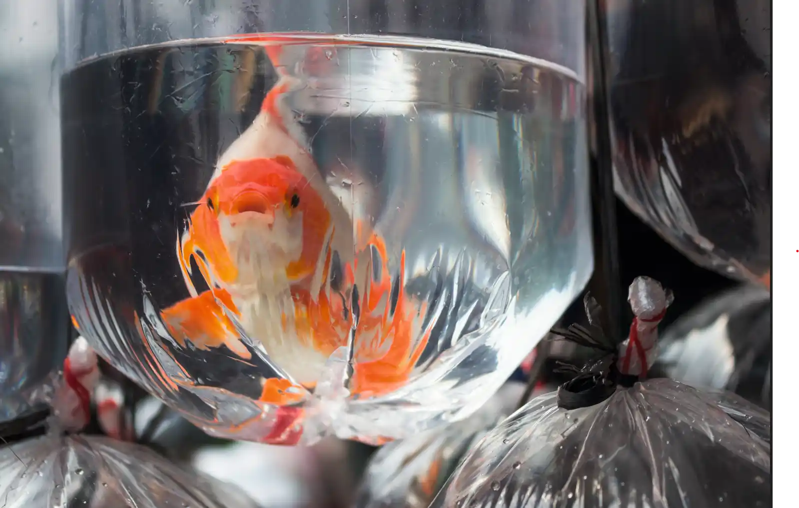 What you need to know about bagging fish - Practical Fishkeeping