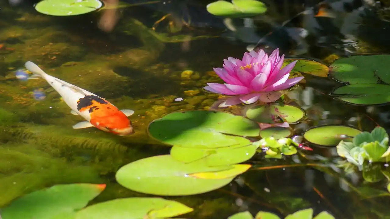 How to avoid summer pond problems - Practical Fishkeeping