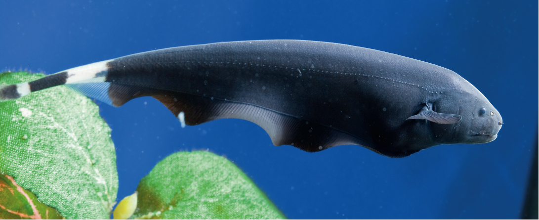 What can I keep with these knifefish? - Practical Fishkeeping