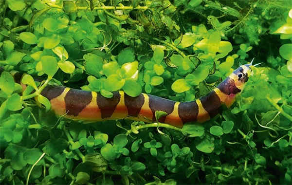 Are these loaches hiding? - Practical Fishkeeping