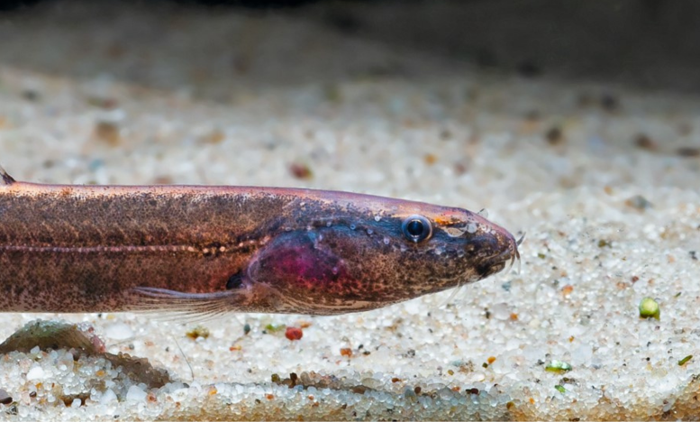 Red wolf fish, Erythrinus erythrinus - Practical Fishkeeping