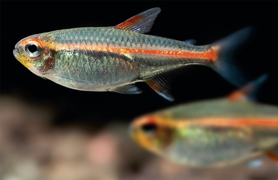 What can I keep to add midwater movement? - Practical Fishkeeping