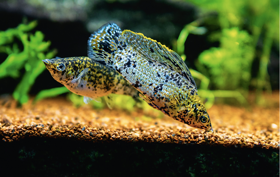 Making sense of the molly muddle - Practical Fishkeeping