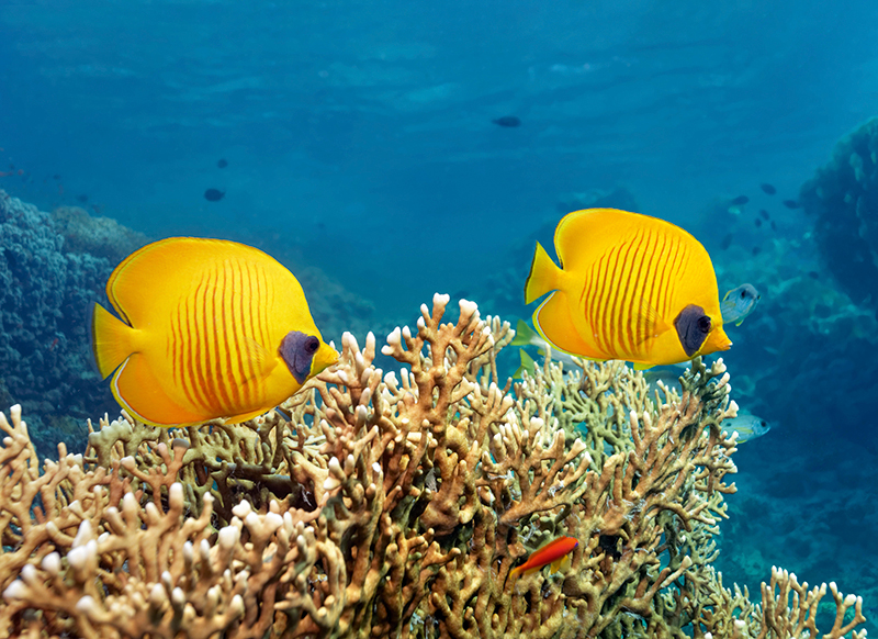 A visual guide to butterflyfishes - Practical Fishkeeping