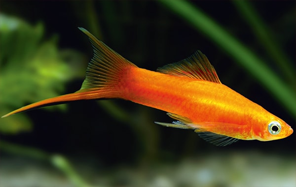 What’s best for swordtails? - Practical Fishkeeping