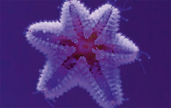 How do I eradicate pest starfish? - Practical Fishkeeping