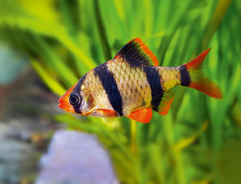 Red lined torpedo barb, Puntius denisonii - Practical Fishkeeping