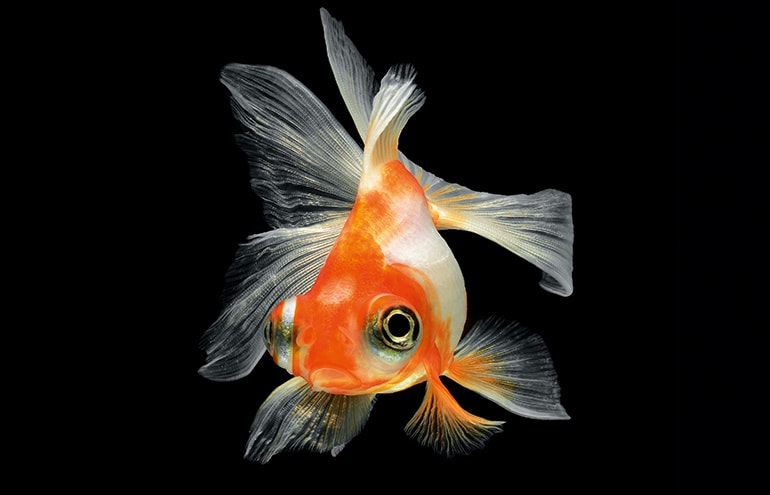 How do I keep telescope-eye goldfish? - Practical Fishkeeping