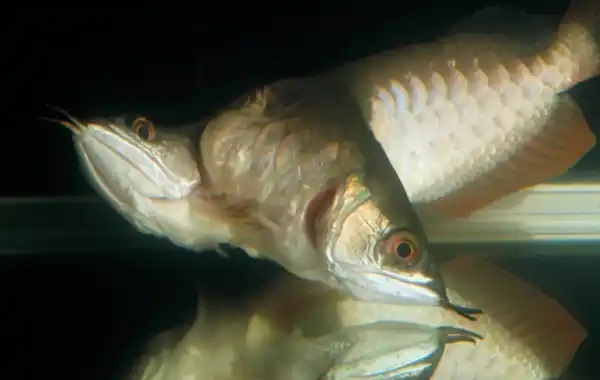 Weird fish: The two-headed arowana - Practical Fishkeeping