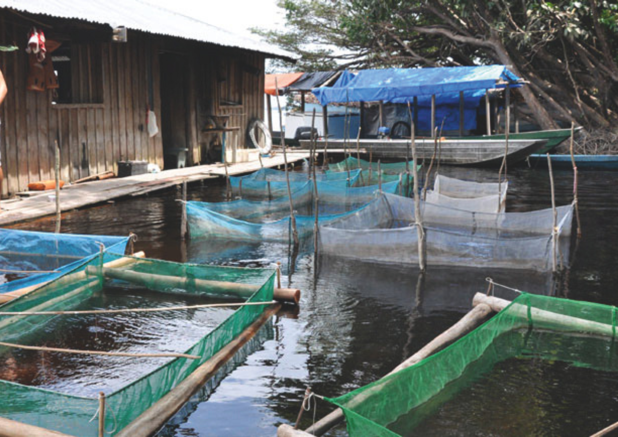 Five of the best aquarium mosses - Practical Fishkeeping