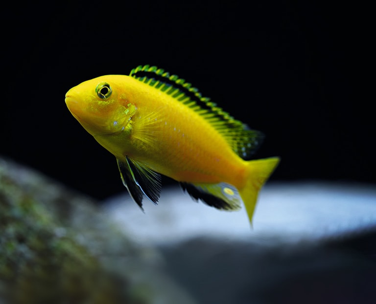 Which mbuna are best to start with? - Practical Fishkeeping