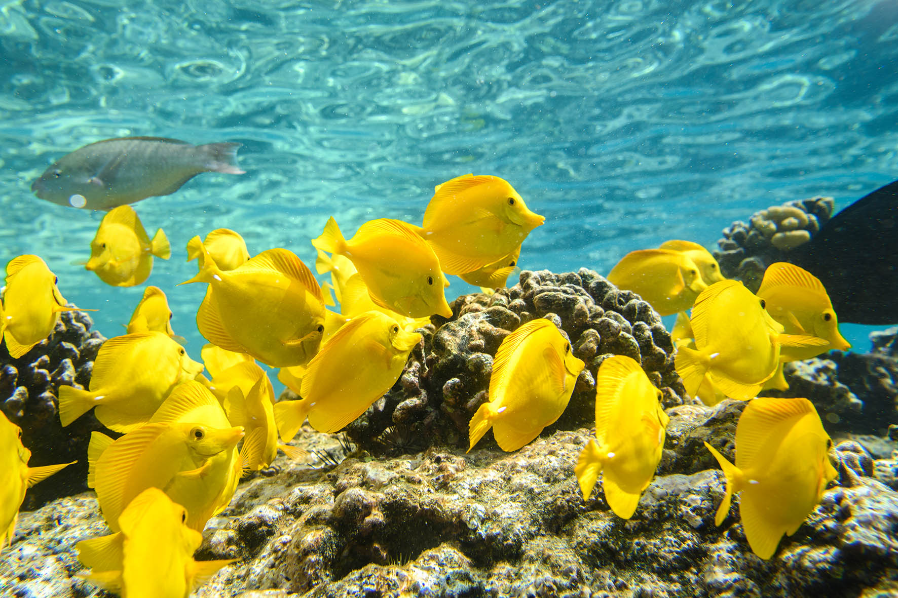 Help lift the Hawaii Ban to get wild yellow tangs back - Practical ...