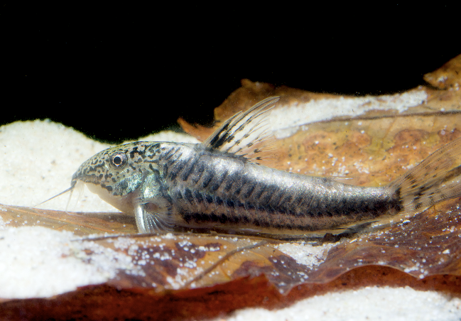 Your fish houses: Mark Walters - Practical Fishkeeping