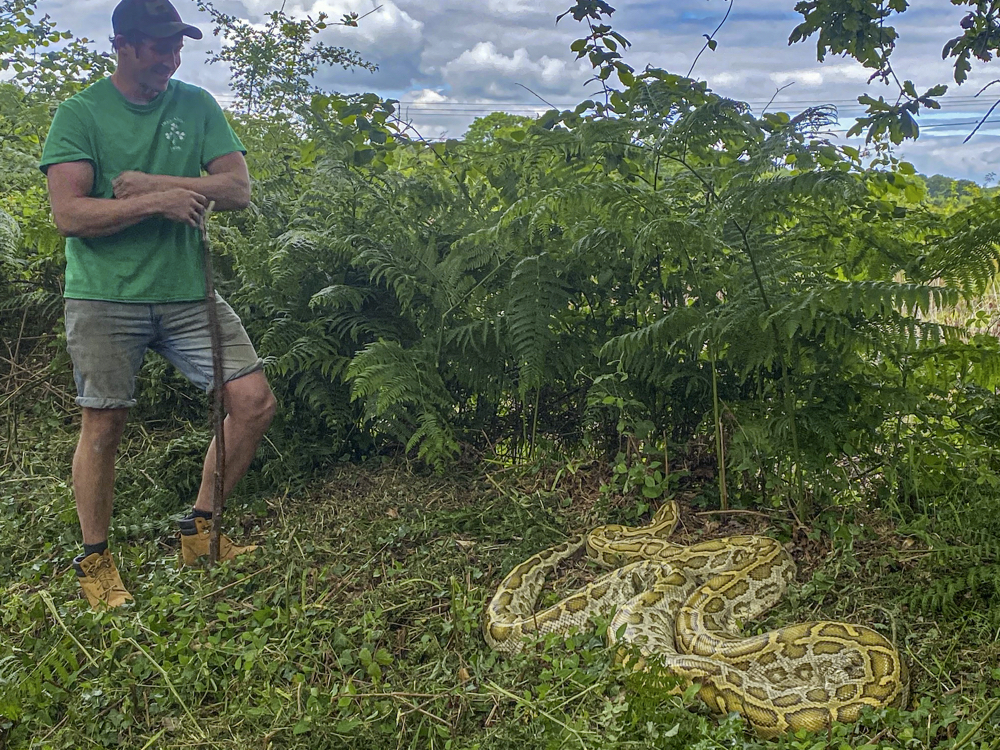 Burmese python discovered near Monkton Wyld Holiday Park, Dorset ...