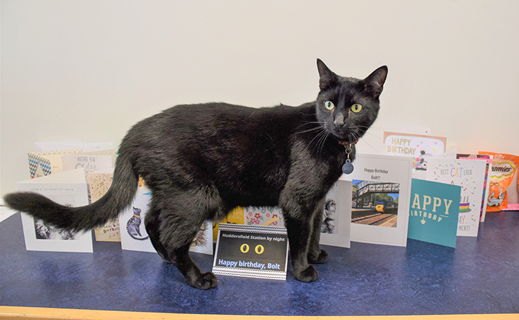 Station cat raises £500 for charity - World Of Railways