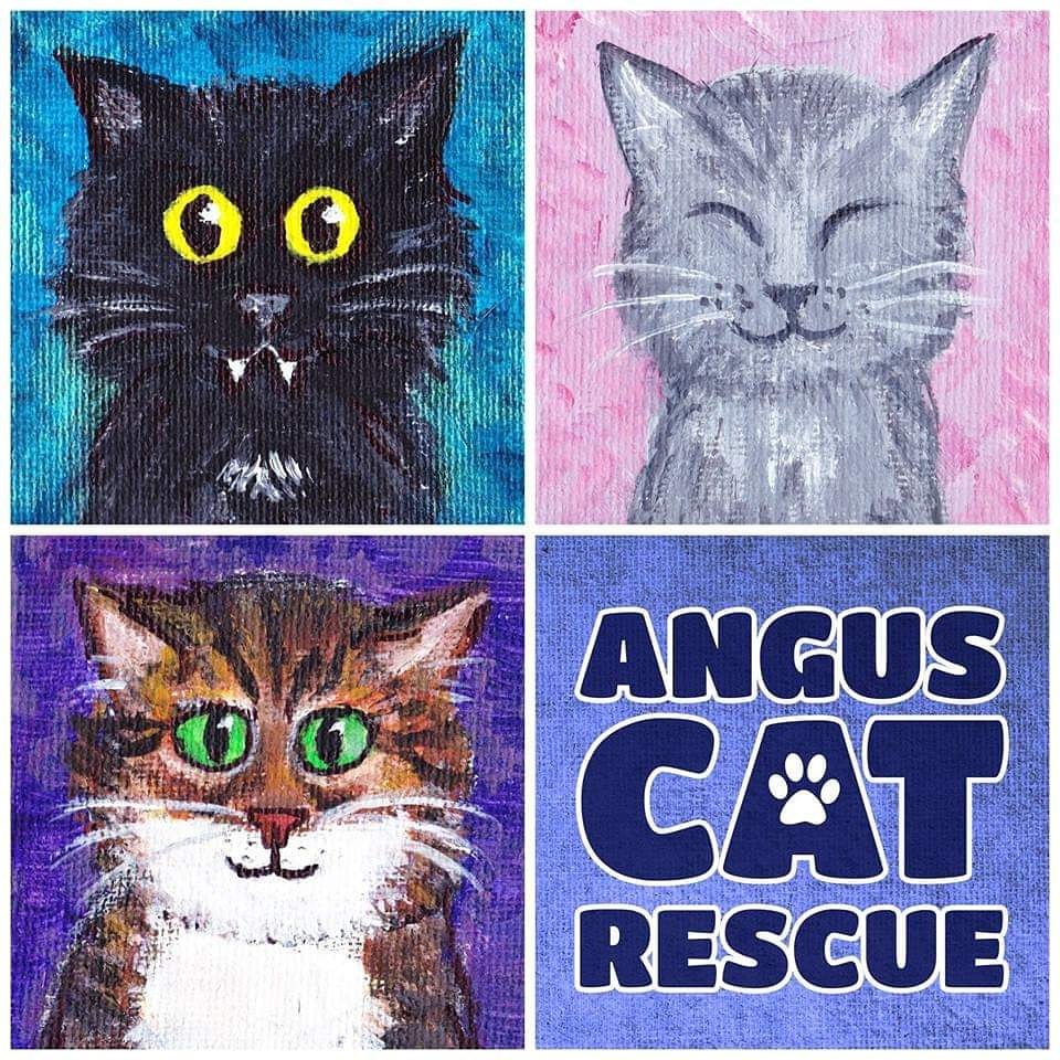Angus Cat Rescue - Your Cat