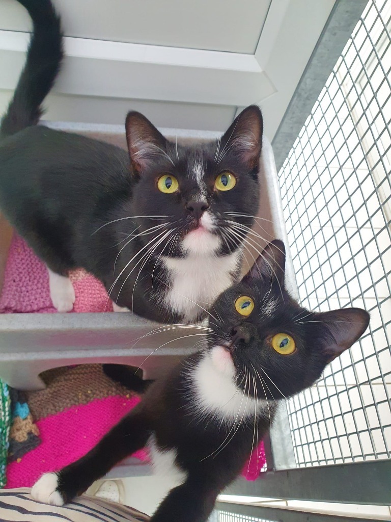 Yorkshire Cat Rescue - Your Cat