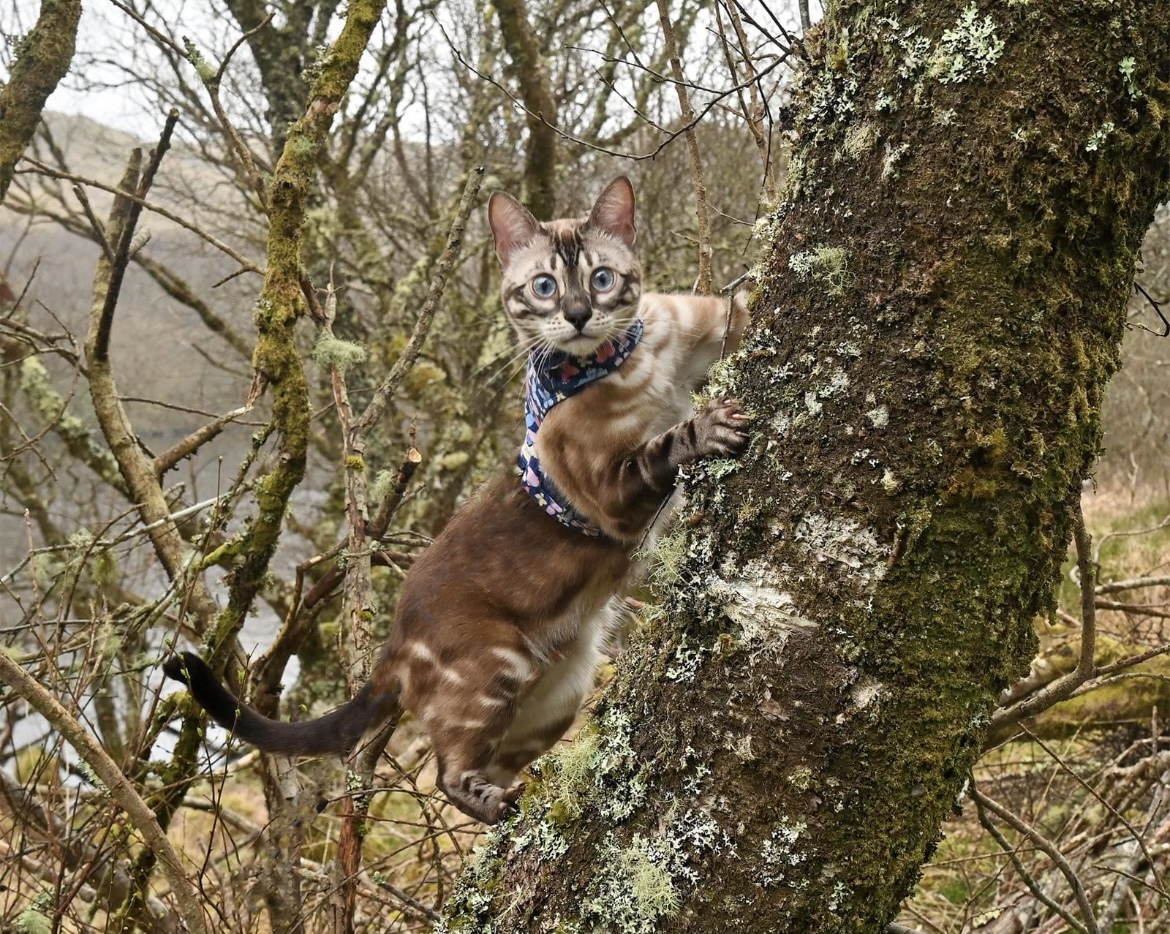 Shasta - Emma Burns - Your Cat