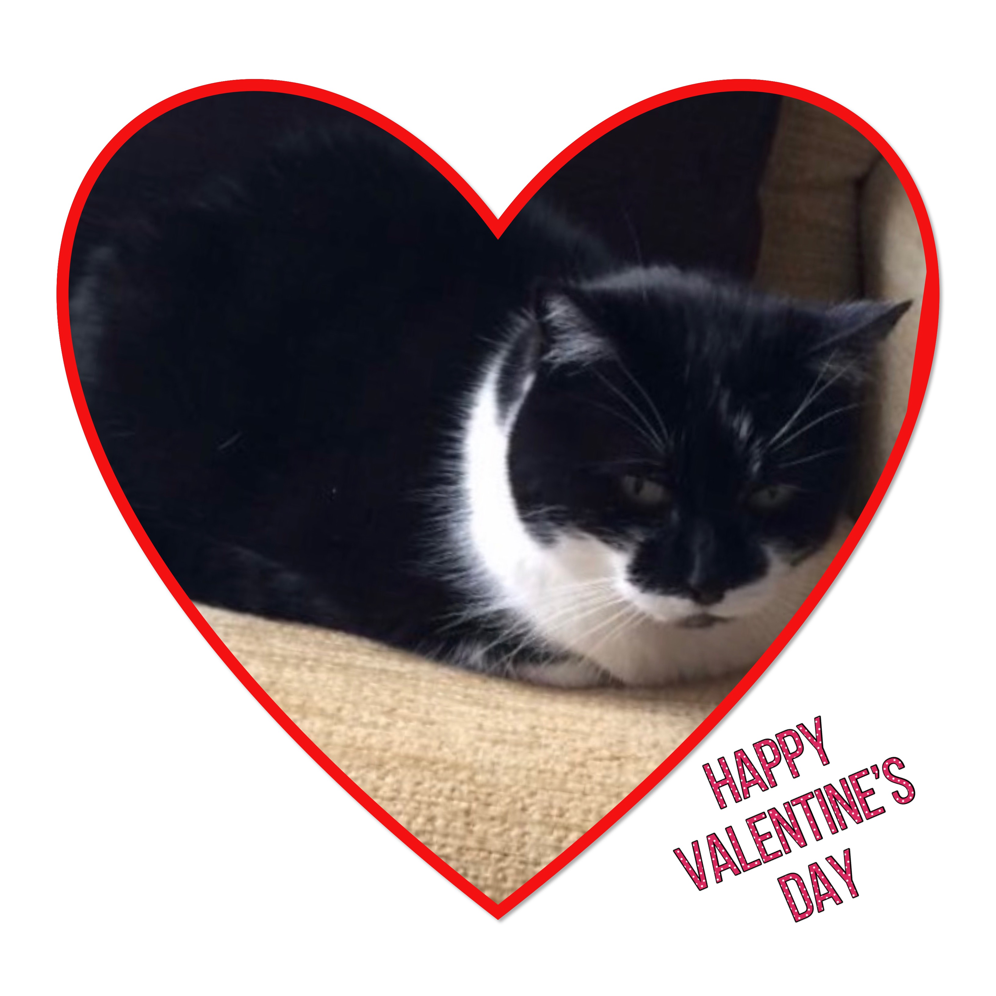 Lula - Sandy Scott - Your Cat