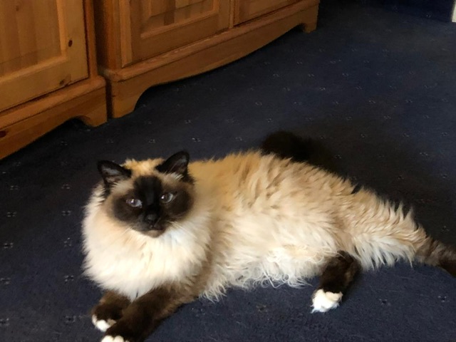 Jaspurr - Rebecca Funnell - Your Cat