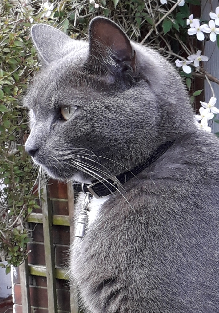 Fergal - Debbie Butterworth - Your Cat