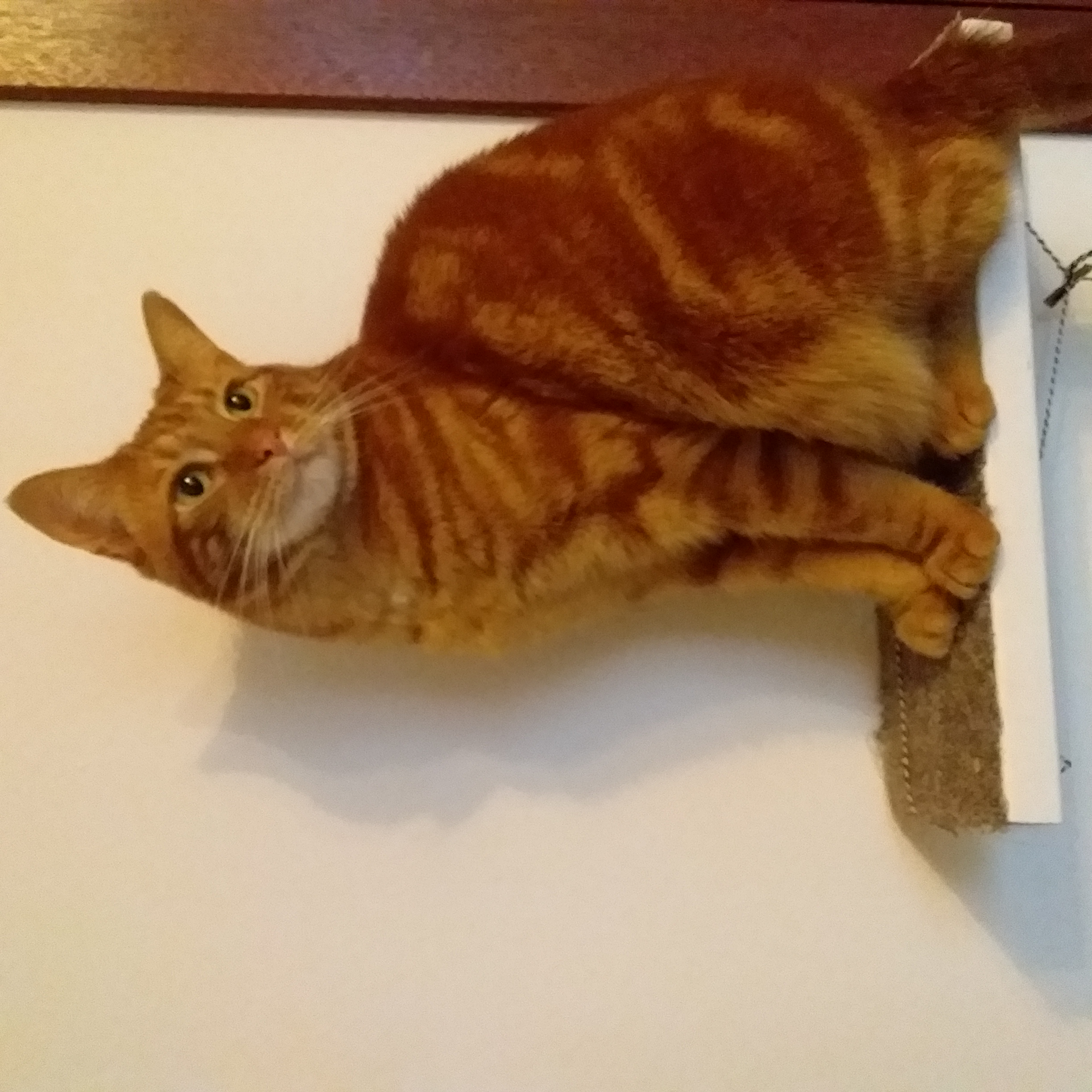 Kipper - Phyllis Dow - Your Cat