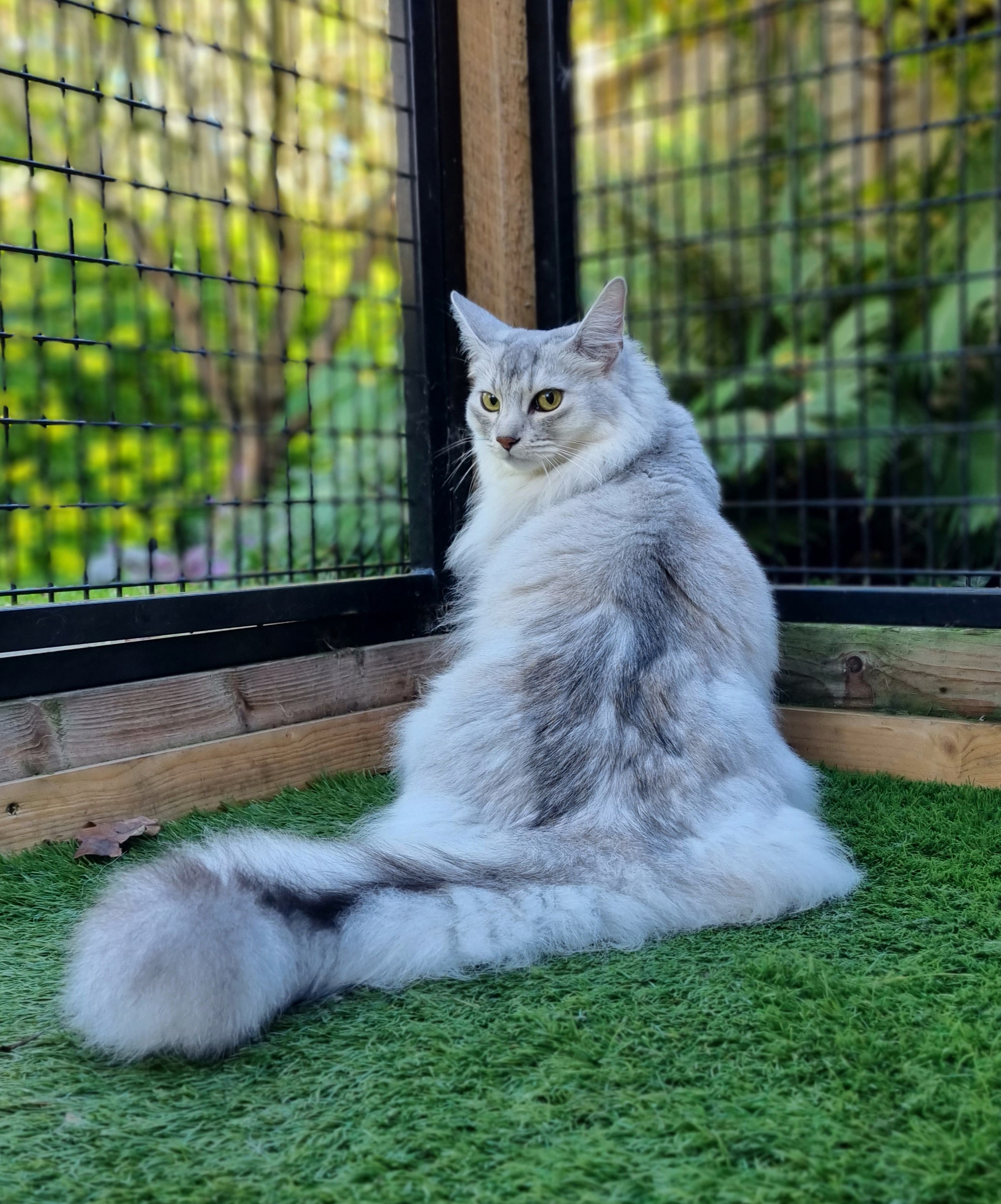 Wash - Emily Butler - Your Cat