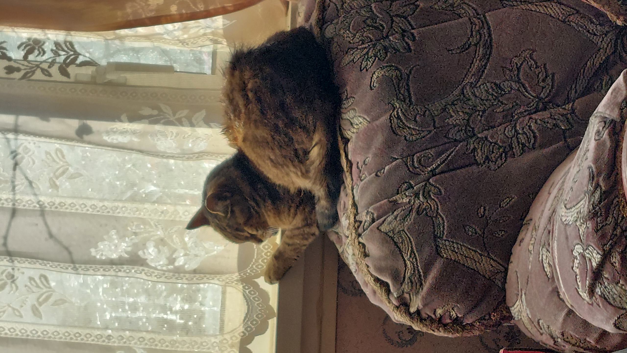 Poppy - Caroline Morris - Your Cat